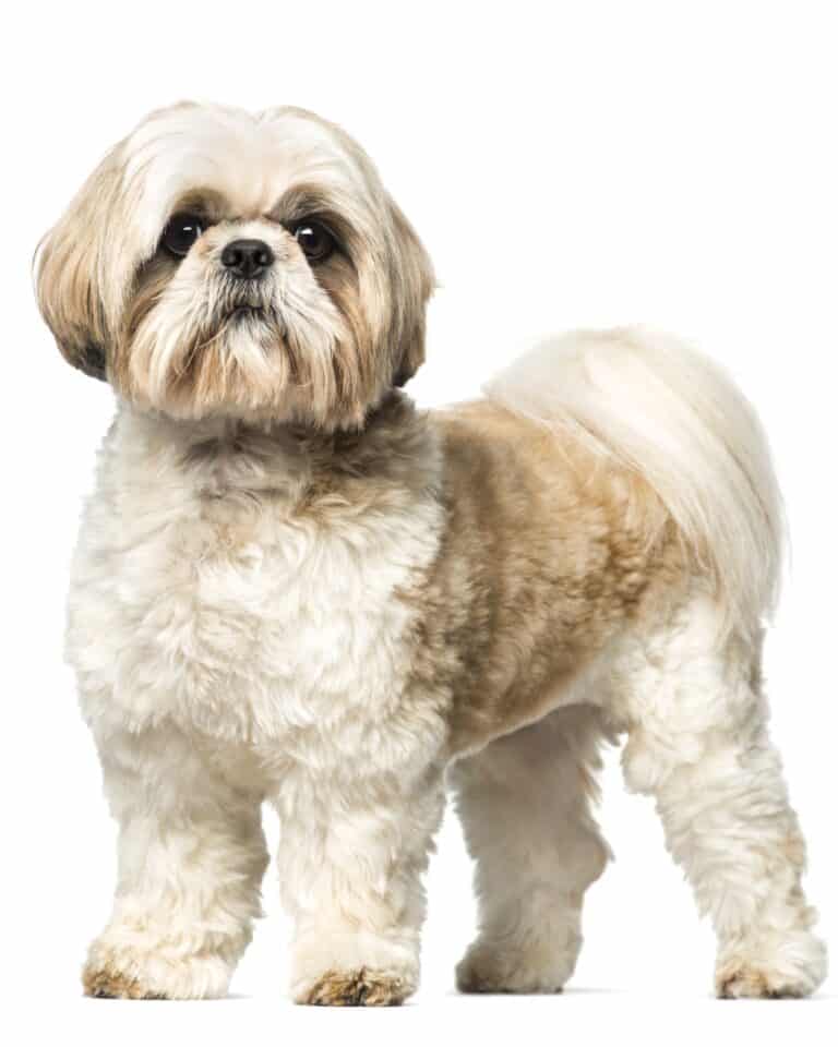 28 Best Shih Tzu Haircuts With Pictures! (2025 Updated)