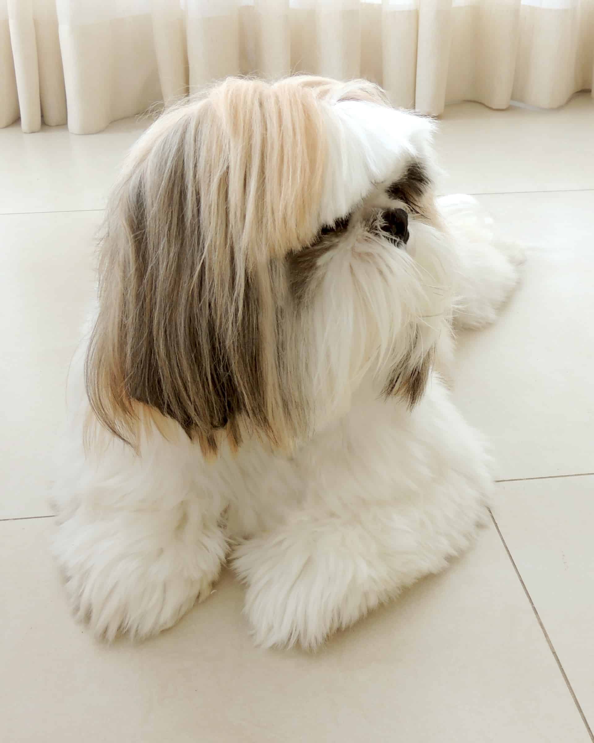 28 Best Shih Tzu Haircuts With Pictures! (2025 Updated)