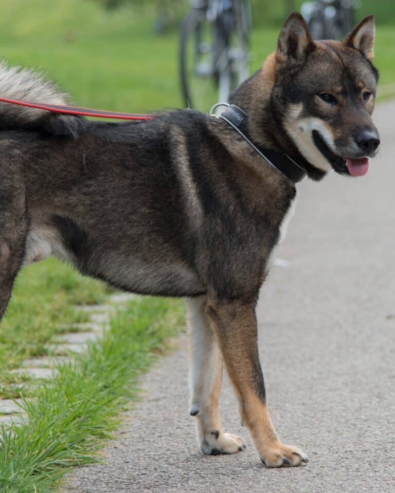 30 Dogs That Look Like Huskies (With Pictures)