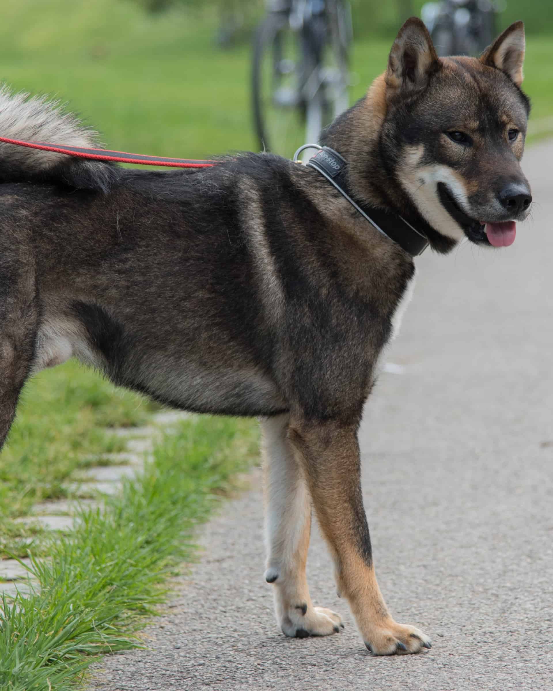 30 Dogs That Look Like Huskies (With Pictures)