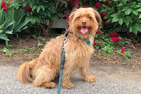 Border Collie Terrier Mix: Breed Info, Pictures, Traits & Facts