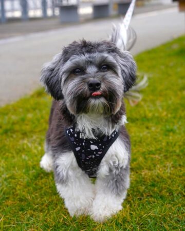 Shorkie Poo | Mixed Breed Information, Pictures & Facts