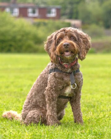 14 Best Cockapoo Haircuts With Pictures! (2025 Updated)