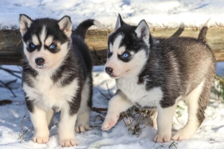 20 Siberian Husky Colors, Markings & Patterns (With Pictures)
