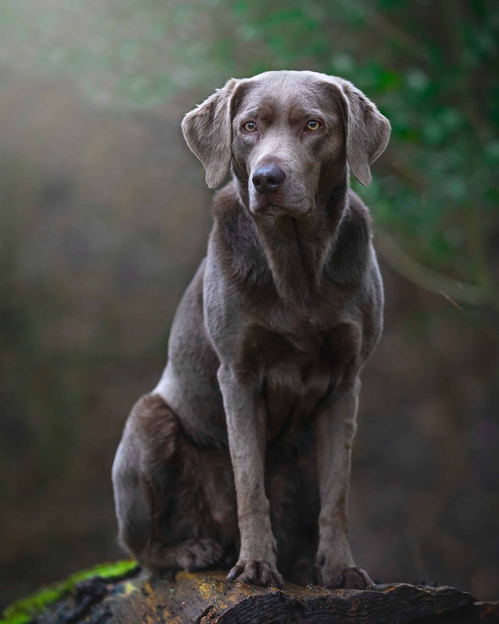 13 Labrador Retriever Colors & Patterns (With Pictures!)