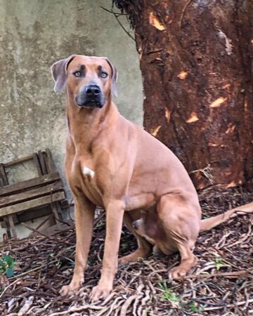 13 Rhodesian Ridgeback Colors & Markings (With Pictures)