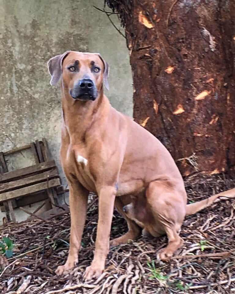 13 Rhodesian Ridgeback Colors & Markings (With Pictures)