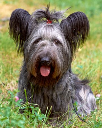 16 Small Dog Breeds With Long Hair (With Pictures)