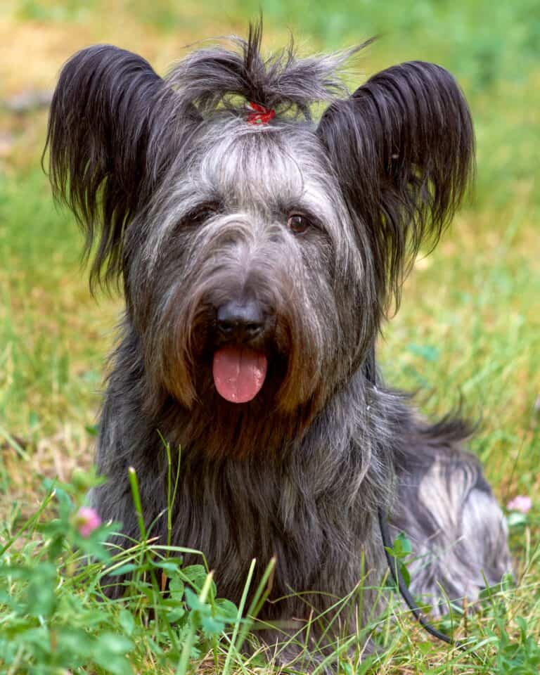 16 Small Dog Breeds With Long Hair (With Pictures)