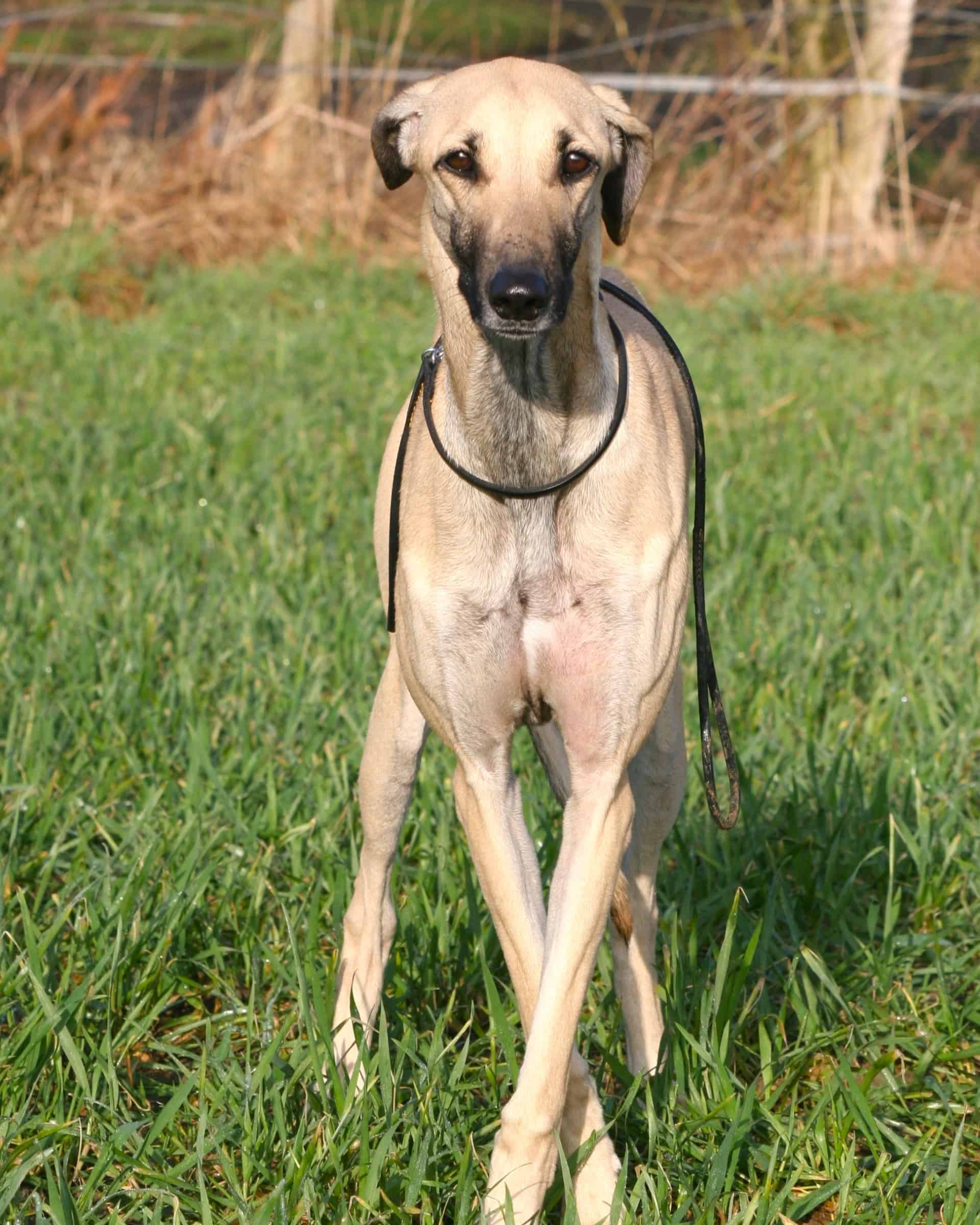 20 Best Tall Skinny Dog Breeds (With Pictures)