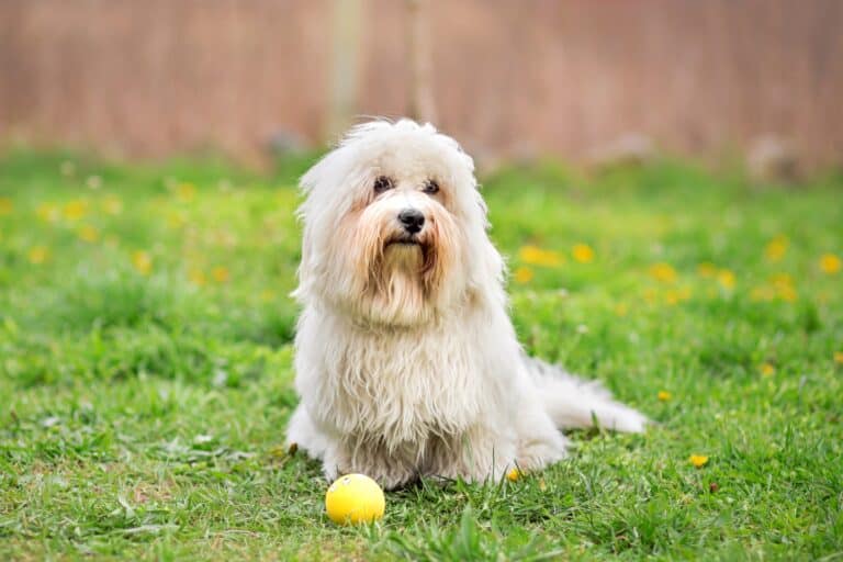 16 Small Dog Breeds With Long Hair (With Pictures)