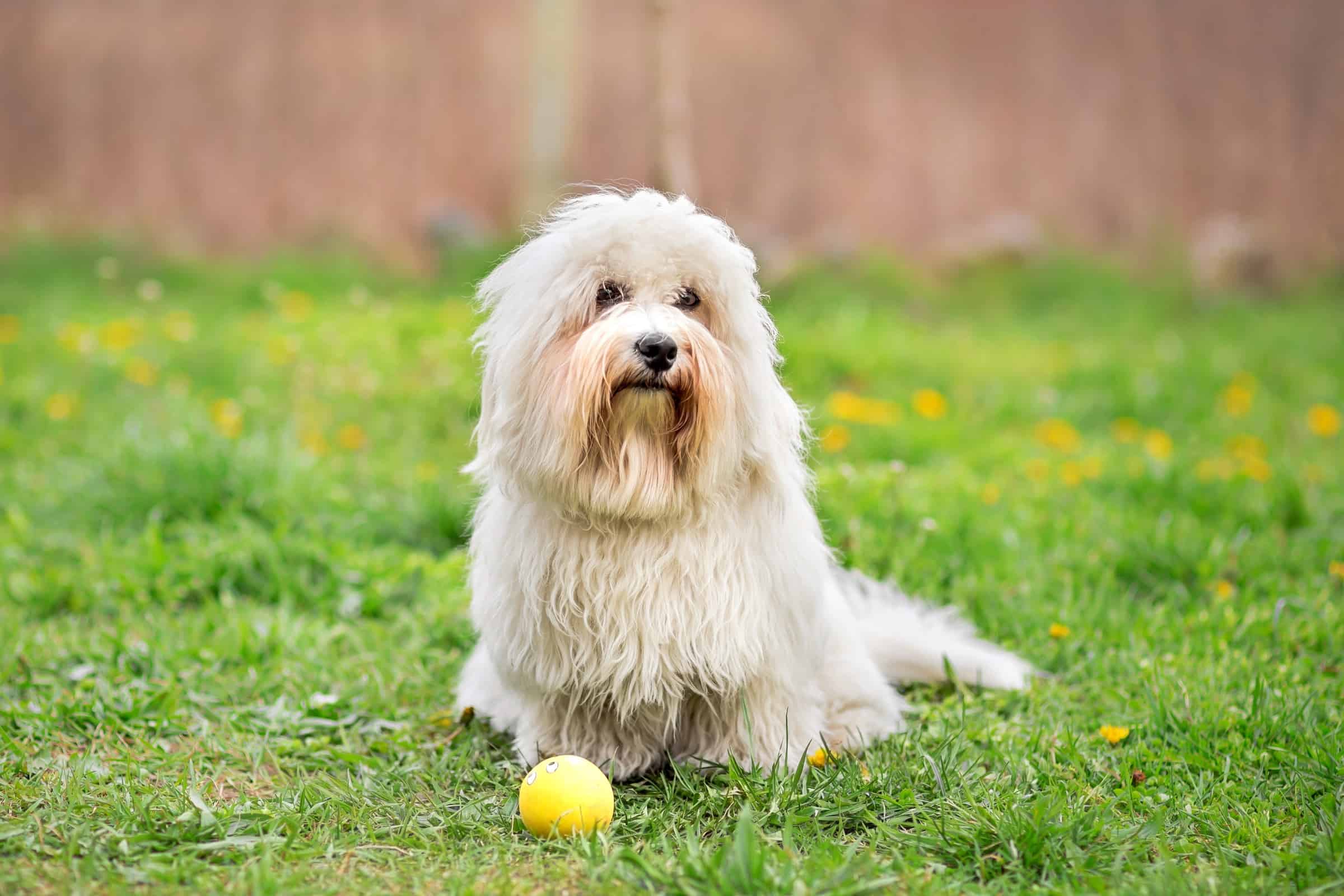 16 Small Dog Breeds With Long Hair With Pictures 