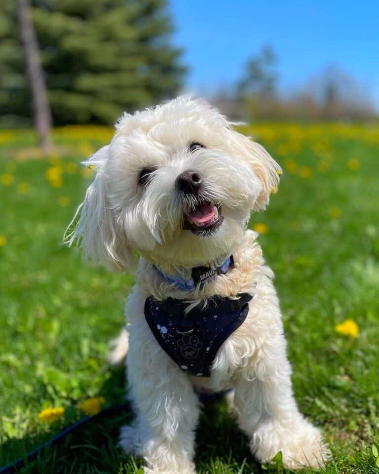 Morkie Poo | Mixed Breed Information, Pictures, Traits & Facts