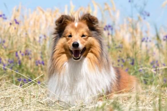 Miniature Collie: Breed Info, Traits & Facts (With Pictures)