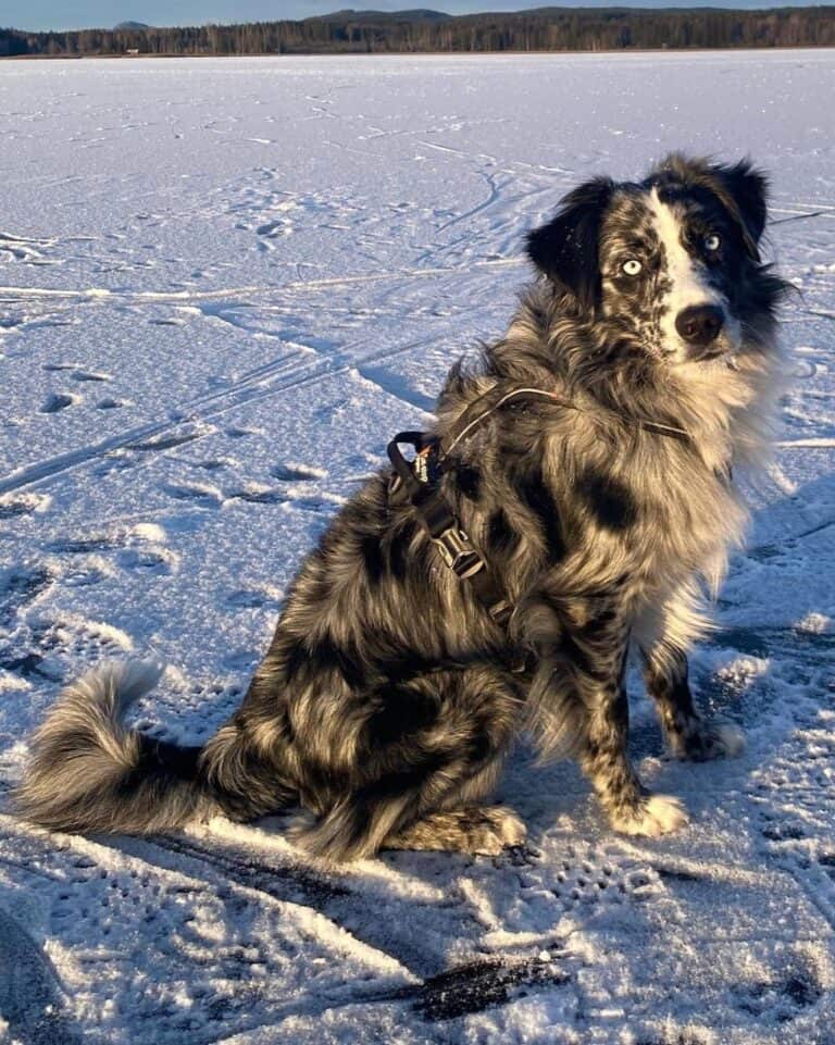 16 Australian Shepherd Colors & Patterns (With Pictures)