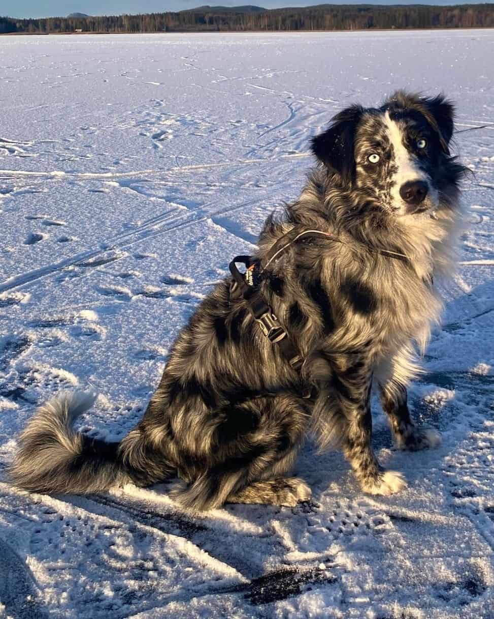 16 Australian Shepherd Colors & Patterns (With Pictures)