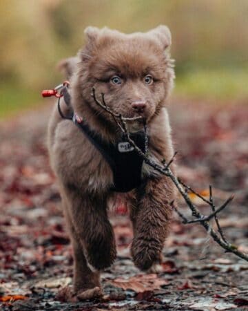 16 Australian Shepherd Colors & Patterns (With Pictures)