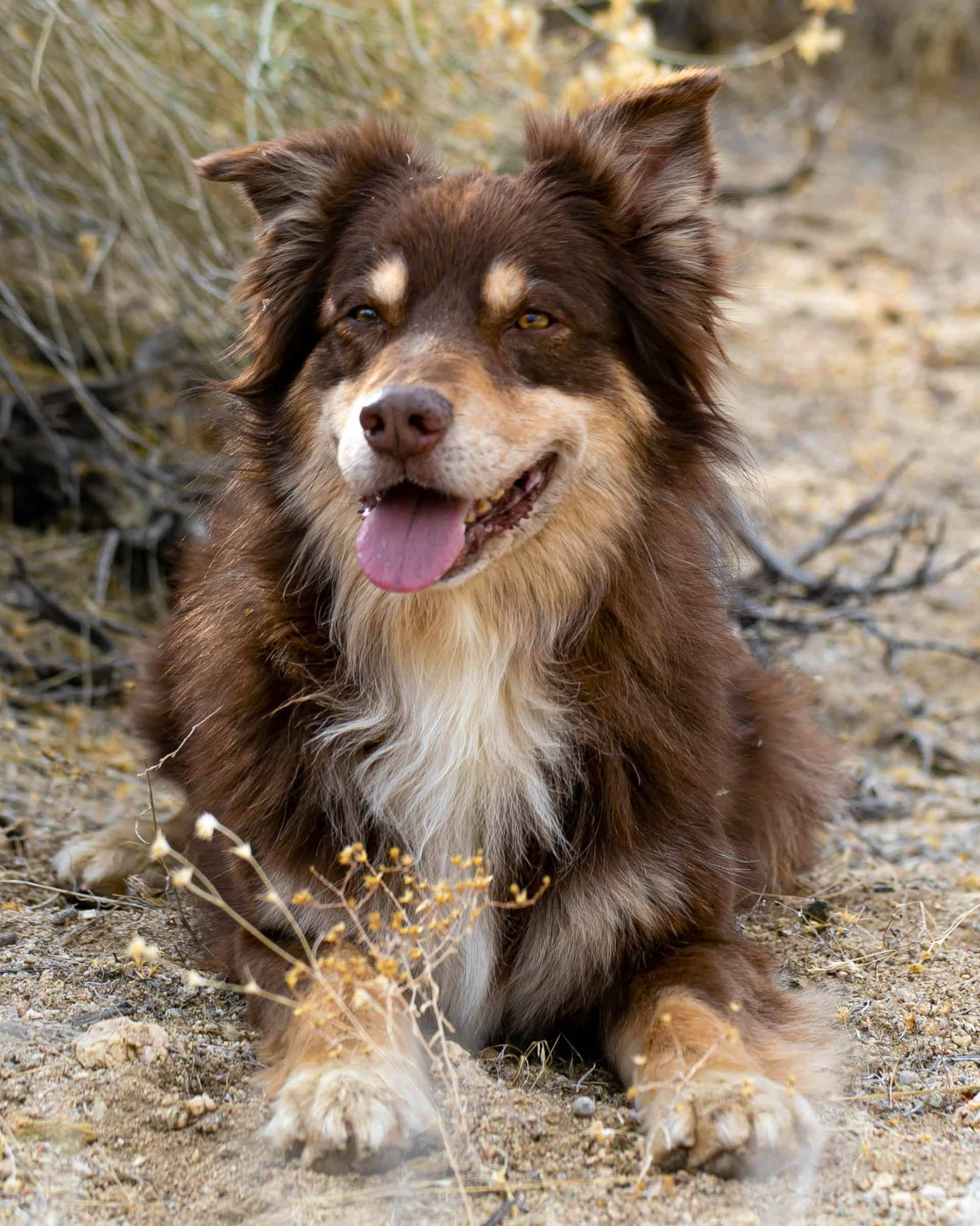 16 Australian Shepherd Colors & Patterns (With Pictures)
