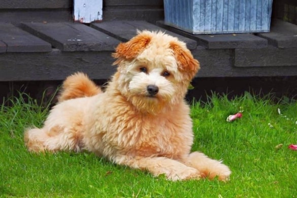 Border Collie Terrier Mix: Breed Info, Pictures, Traits & Facts