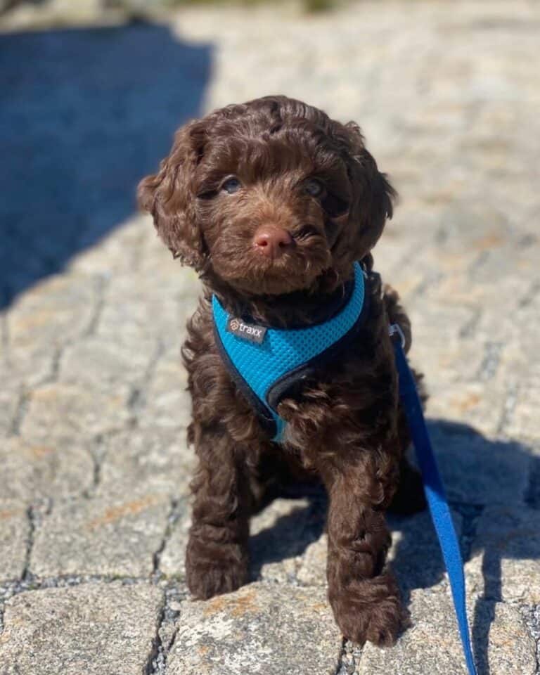 Spitz Poodle Mix (Spitzpoo): Breed Info, Pictures, Traits & Facts