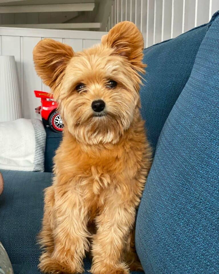 Spitz Poodle Mix (Spitzpoo): Breed Info, Pictures, Traits & Facts