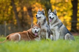 20 Siberian Husky Colors, Markings & Patterns (With Pictures)