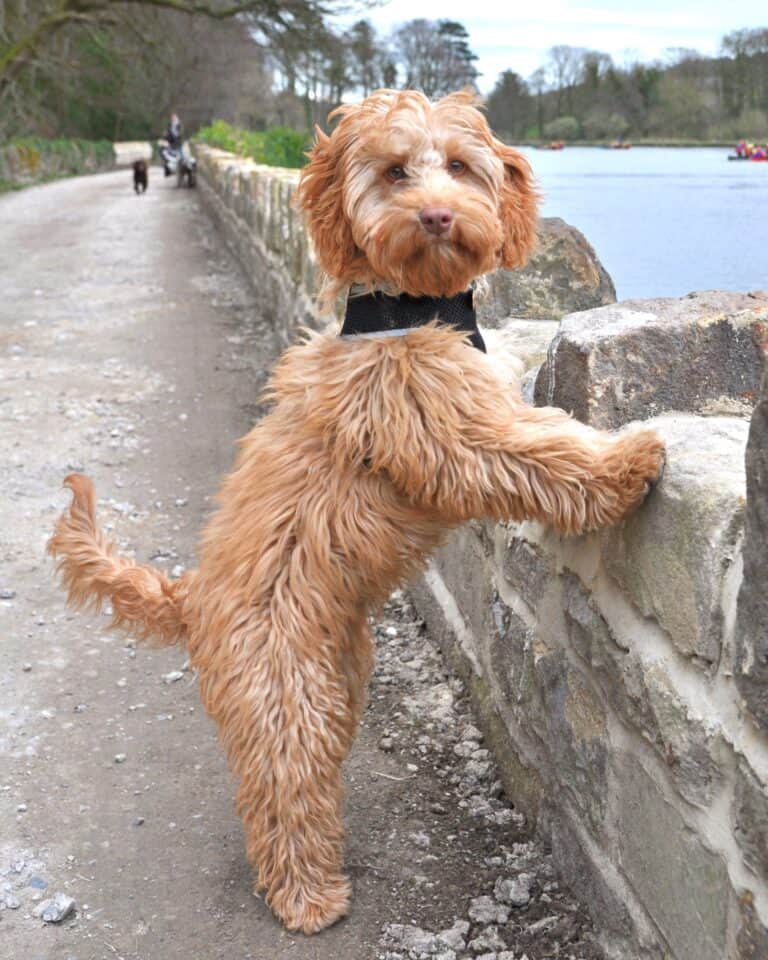 14 Best Cockapoo Haircuts With Pictures! (2025 Updated)