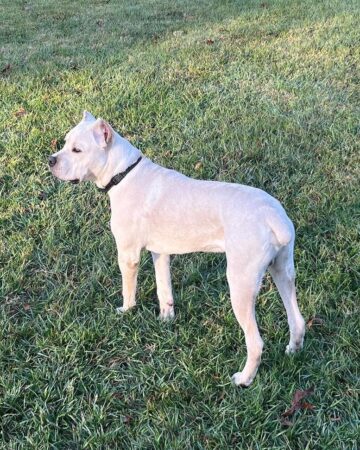 11 Cane Corso Colors and Markings (With Pictures)