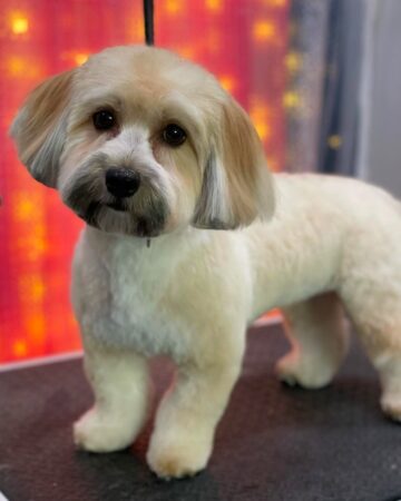31 Best Havanese Haircuts With Pictures! (2026 Updated)