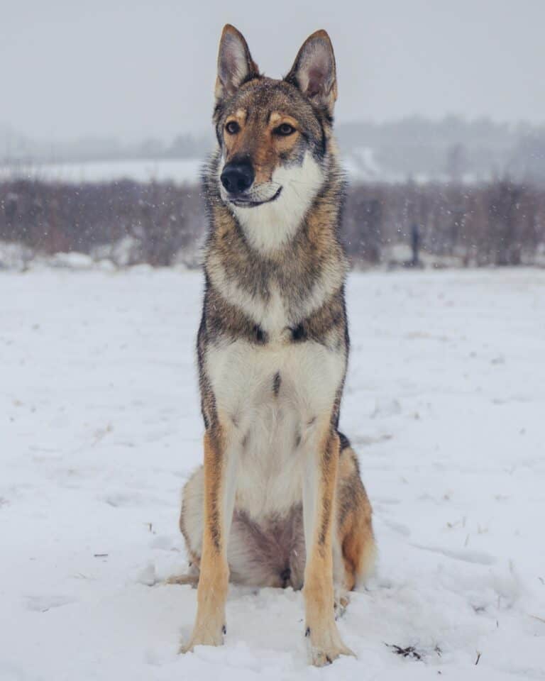 30 Dogs That Look Like Huskies (With Pictures)