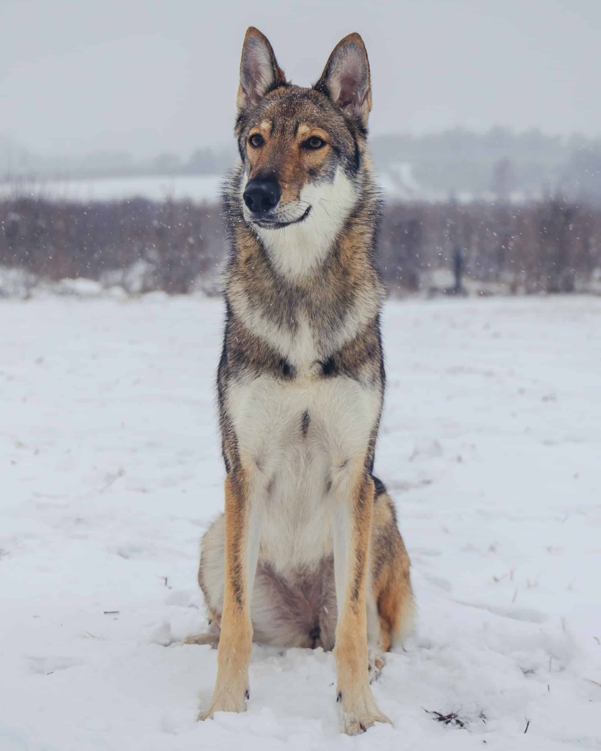 30 Dogs That Look Like Huskies (With Pictures)