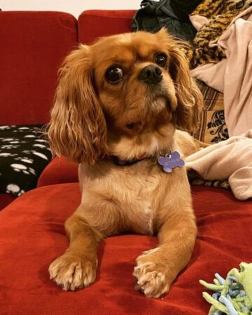 9 Cavalier King Charles Spaniel Colors (With Pictures)