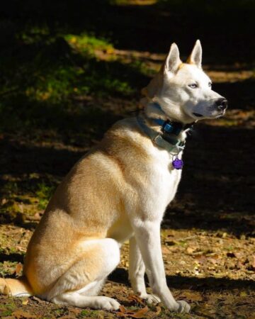 20 Siberian Husky Colors, Markings & Patterns (With Pictures)
