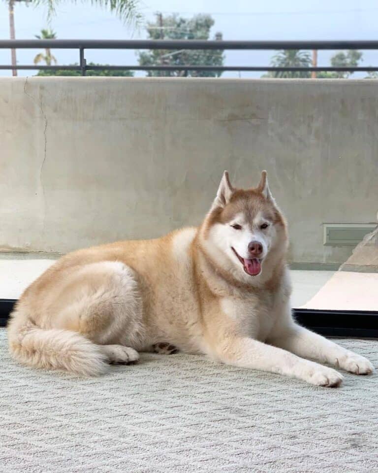 20 Siberian Husky Colors, Markings & Patterns (With Pictures)