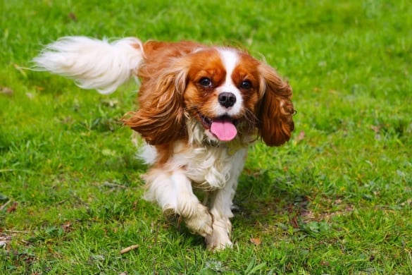 Teacup King Charles Spaniel: Info, Pictures, Traits & Facts