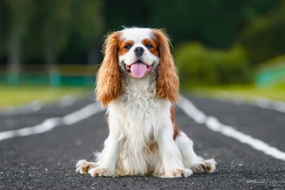 Miniature Labrador: An Ultimate Guide to the Mini Labrador