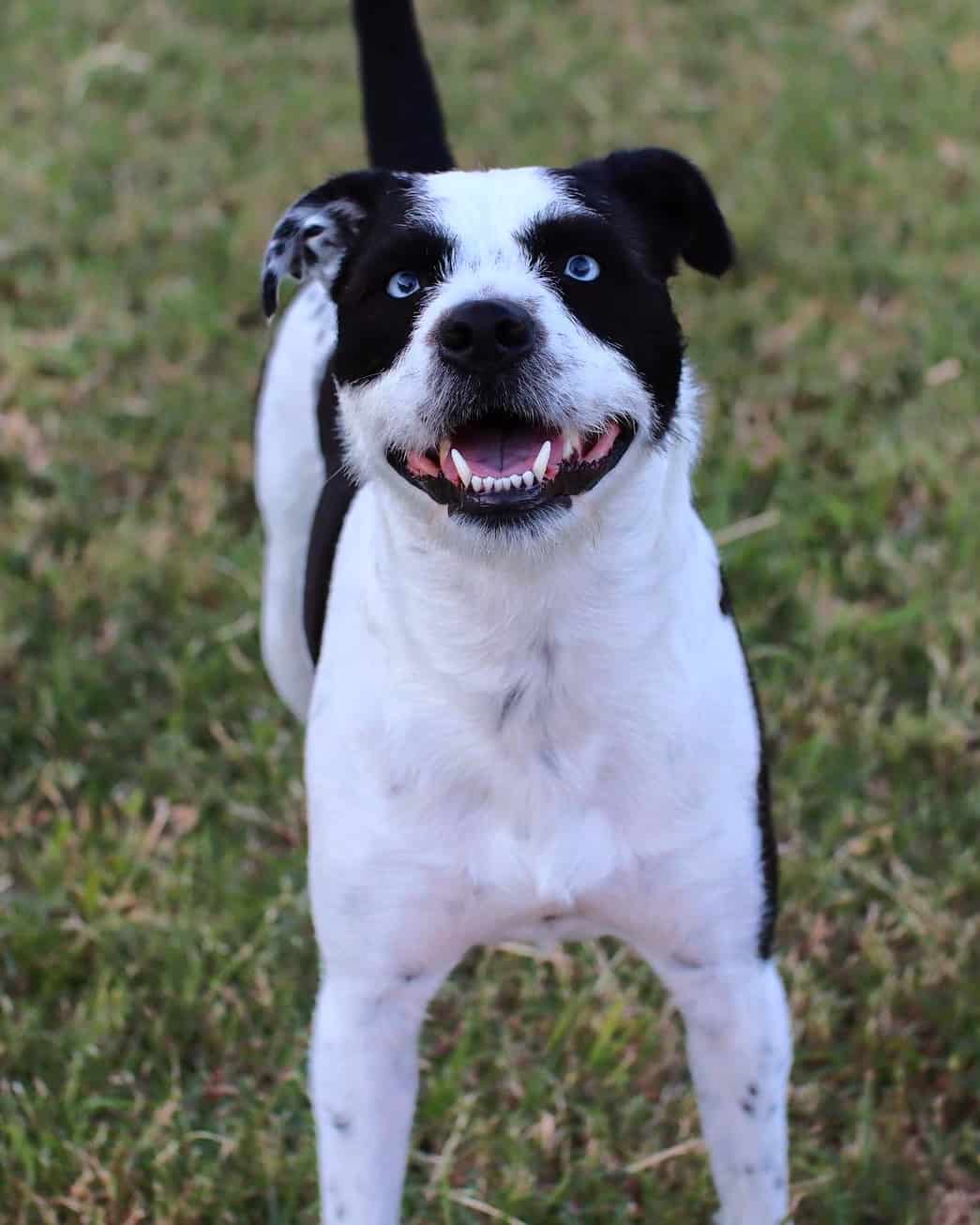 Border Collie Terrier Mix: Breed Info, Pictures, Traits & Facts