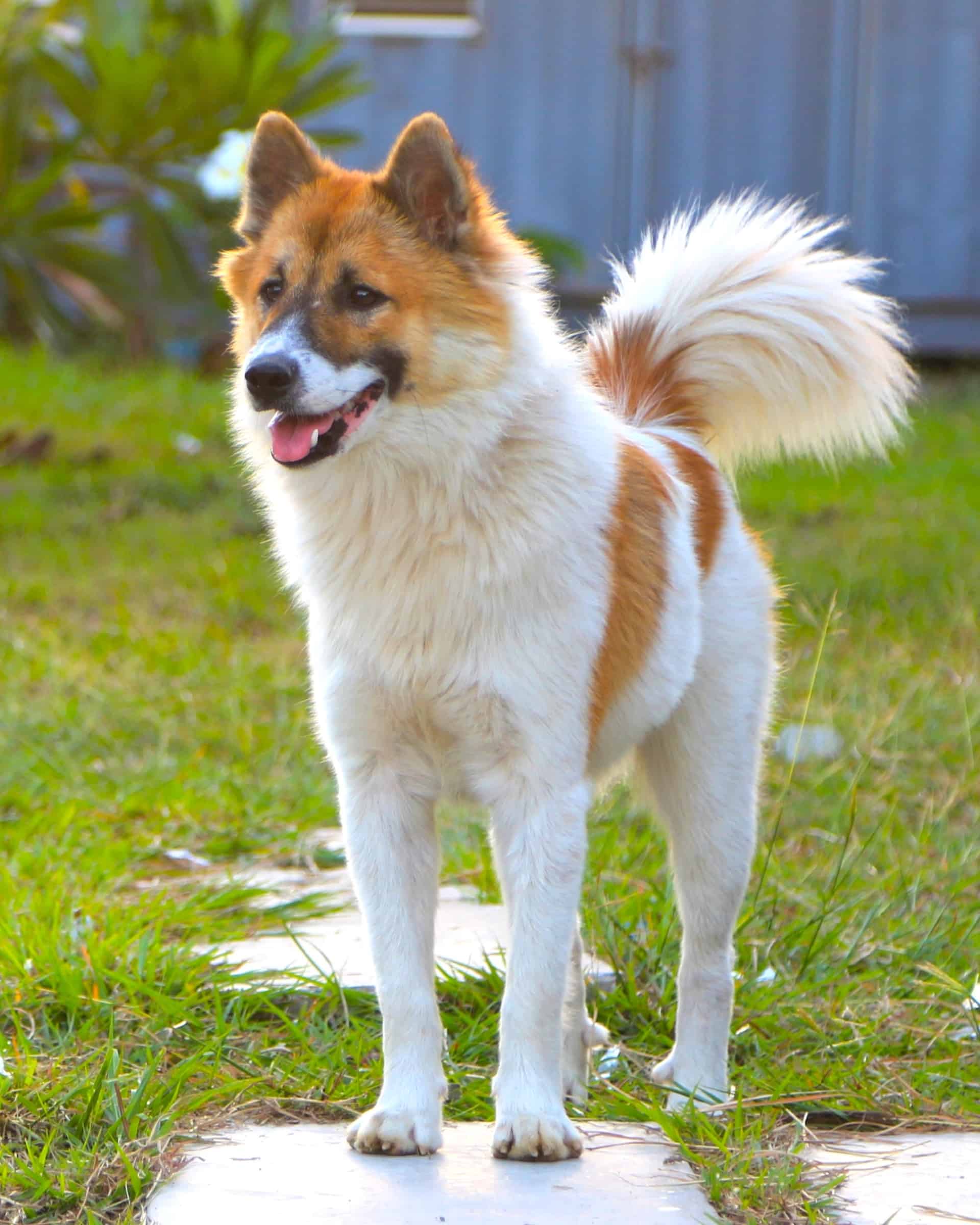 30 Dogs That Look Like Huskies (With Pictures)
