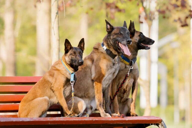 12 Belgian Malinois Colors & Markings (With Pictures)