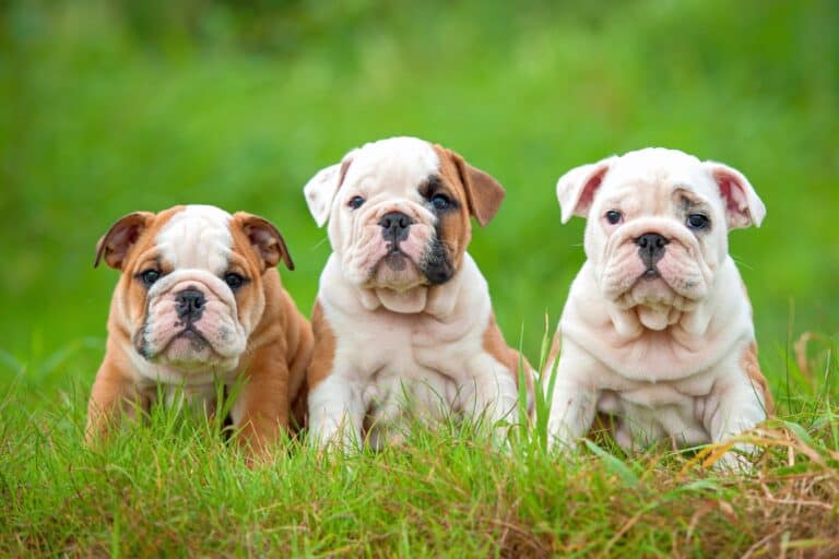 20 Types of Bulldog Breeds: American, English, French & More