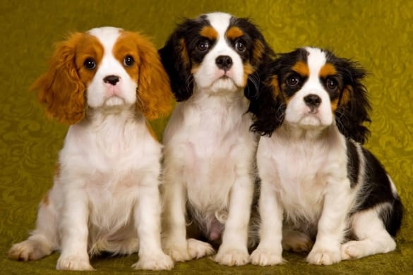 9 Cavalier King Charles Spaniel Colors (With Pictures)