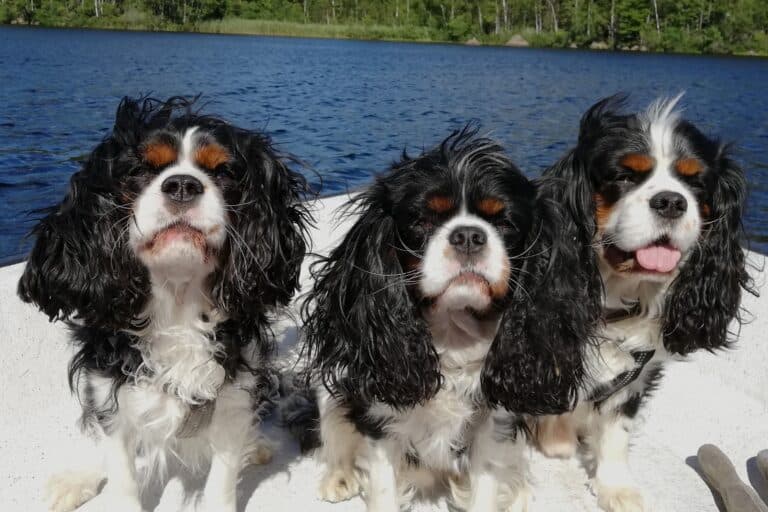 9 Cavalier King Charles Spaniel Colors (With Pictures)