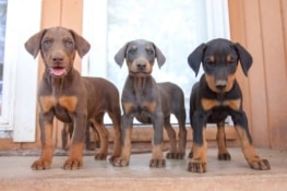 9 Doberman Colors With Pictures (Common & Rare Colors)