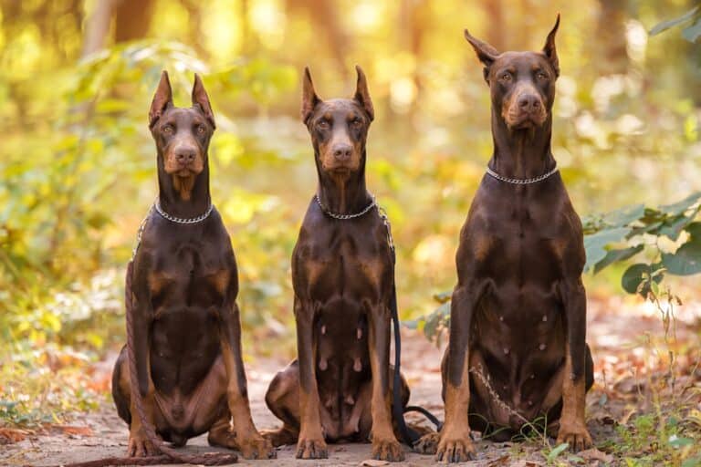 9 Doberman Colors With Pictures (Common & Rare Colors)