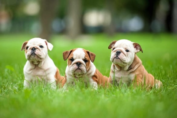 18 English Bulldog Colors & Markings (With Pictures)
