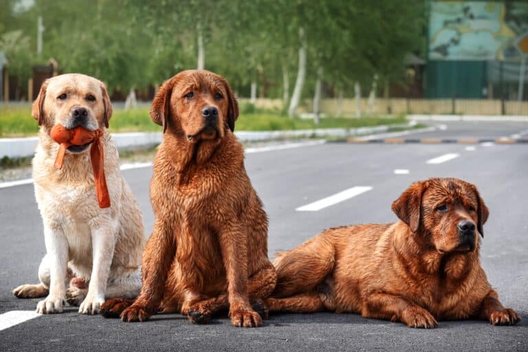 13 Labrador Retriever Colors & Patterns (With Pictures!)