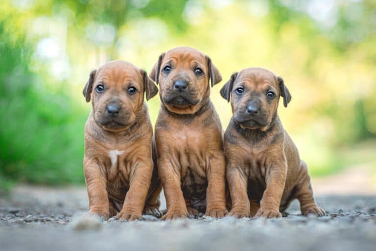 10 Best Rhodesian Ridgeback Breeders (2025 Updated)