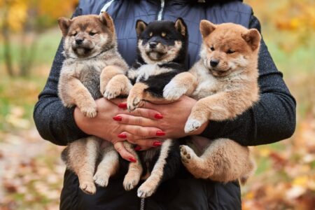 8 Shiba Inu Colors, Markings & Patterns (With Pictures)