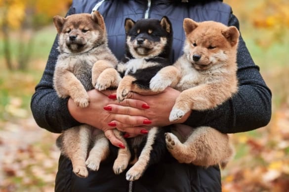 8 Shiba Inu Colors, Markings & Patterns (With Pictures)