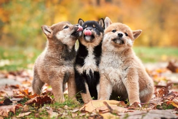 8 Shiba Inu Colors, Markings & Patterns (With Pictures)